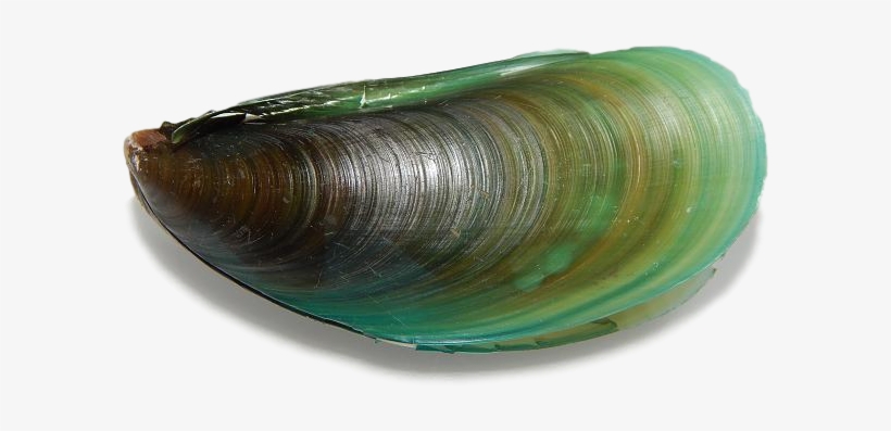 Mussel For Taiapure - Baltic Clam - 640x480 PNG Download - PNGkit
