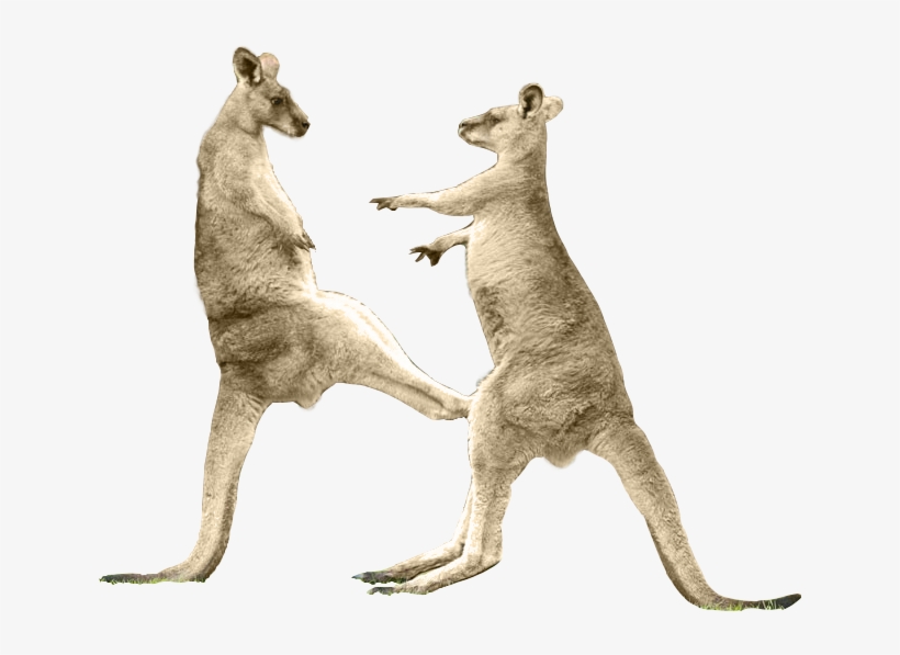 Kangaroo Kick Png - 662x532 PNG Download - PNGkit