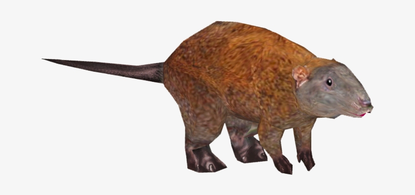 Kangaroomuskyrat Tamarahenson - Punxsutawney Phil - 658x658 PNG ...