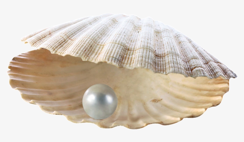 Real Shell With Pearl