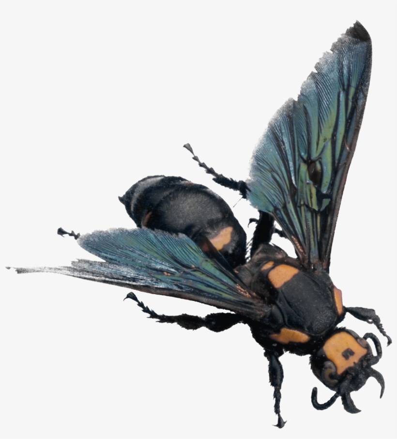 Bee Png Image - Minibeasts - 1251x1322 PNG Download - PNGkit