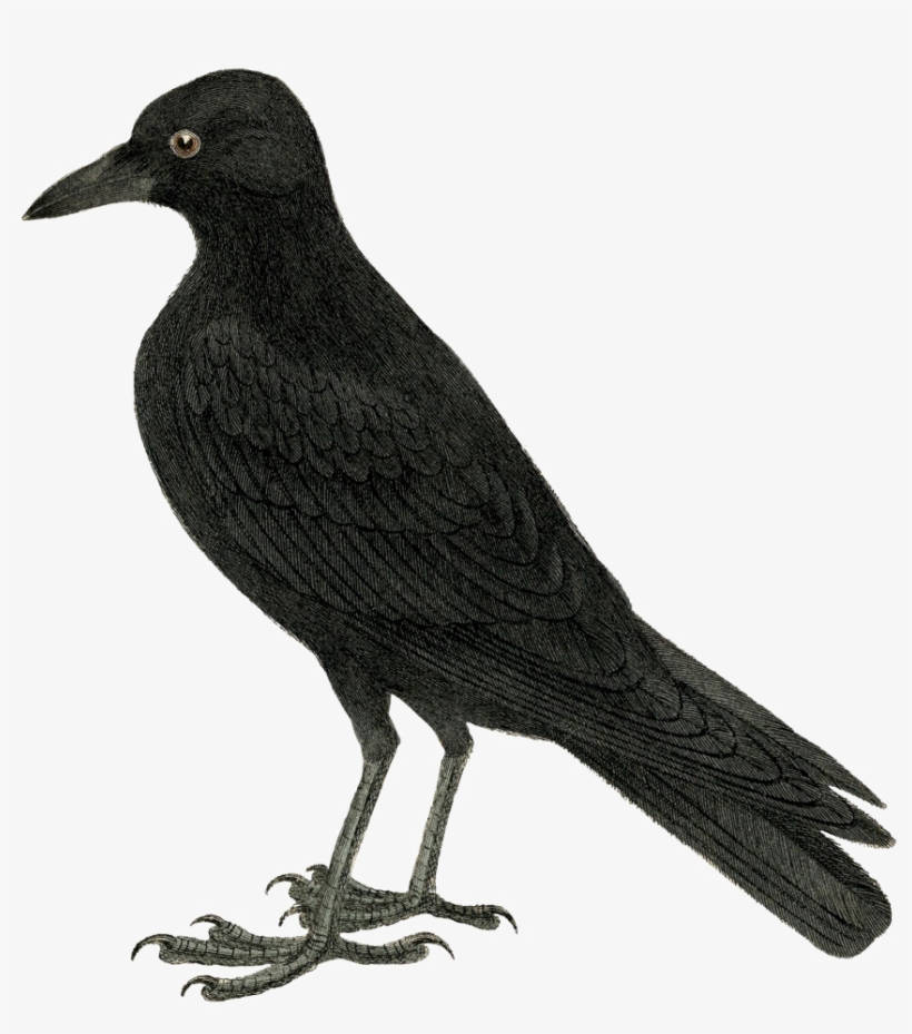 Halloween Crow Vector Free Transparent Image - Crow Bird Clip Art ...