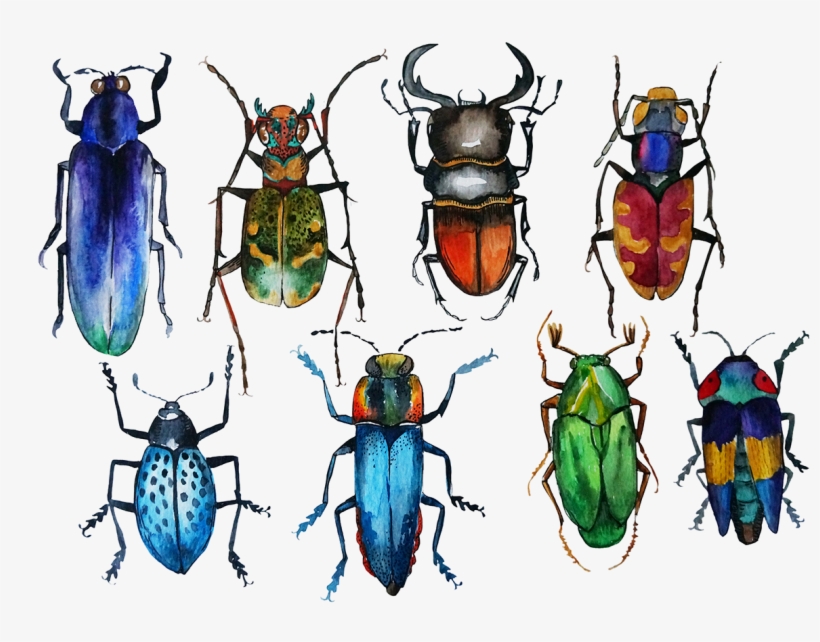 Download Transparent Watercolor Bugs - PNGkit