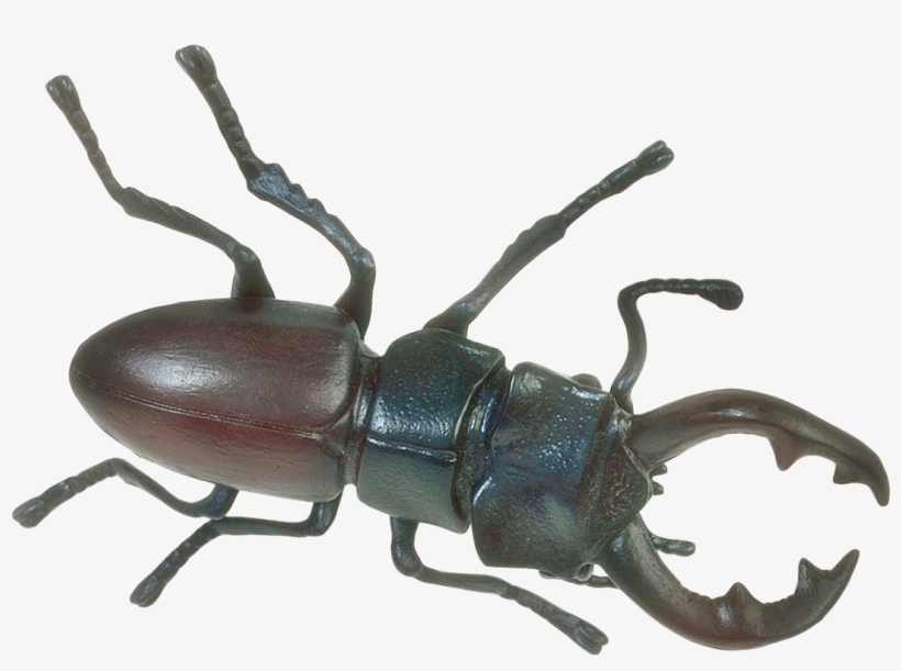 Insect Png Transparent Image - Insect Png - 500x365 PNG Download - PNGkit