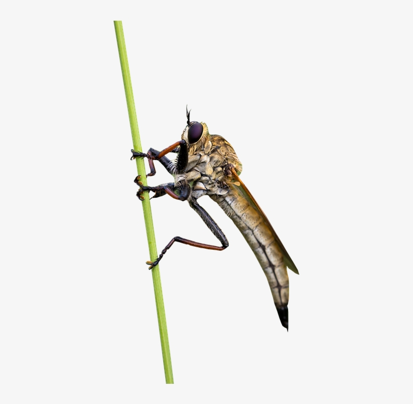 Fly, Insects, Animal, Bug, Nature, Wildlife, Wing, - Insect - 549x720 ...