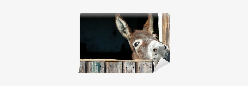 Cute Donkey Note Cards (pk Of 20) - 400x400 PNG Download - PNGkit