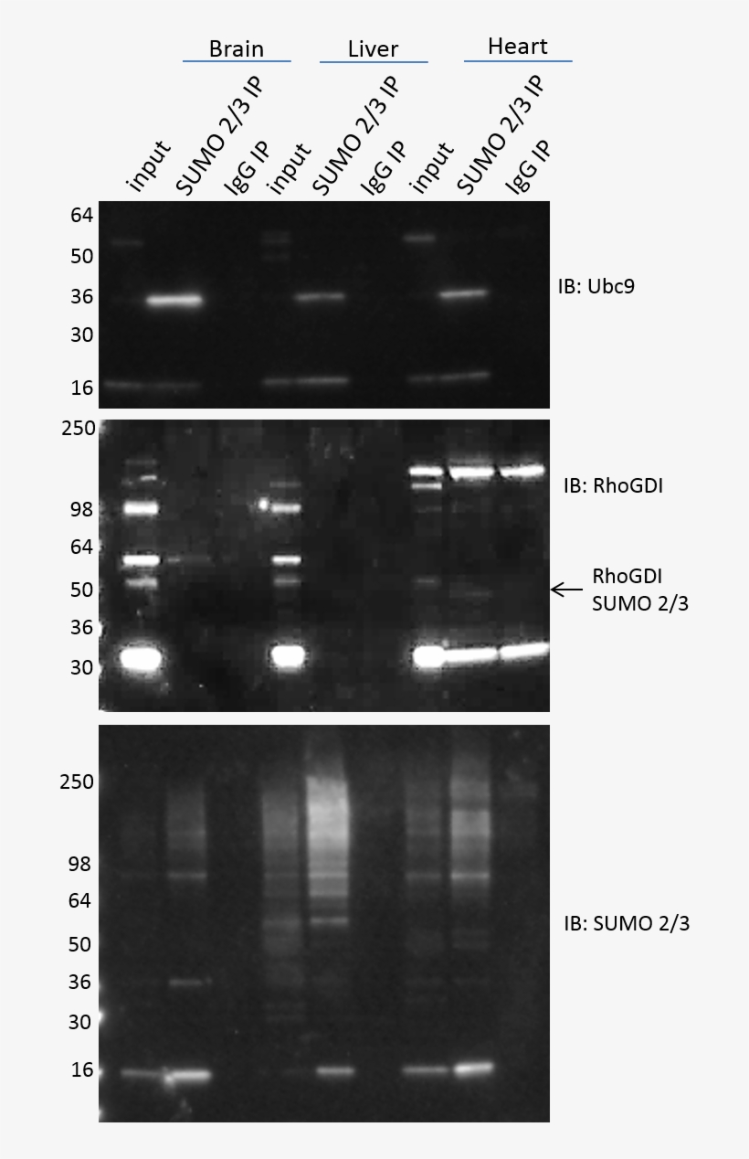 Figure 5 Legend - Architecture - 724x1206 PNG Download - PNGkit