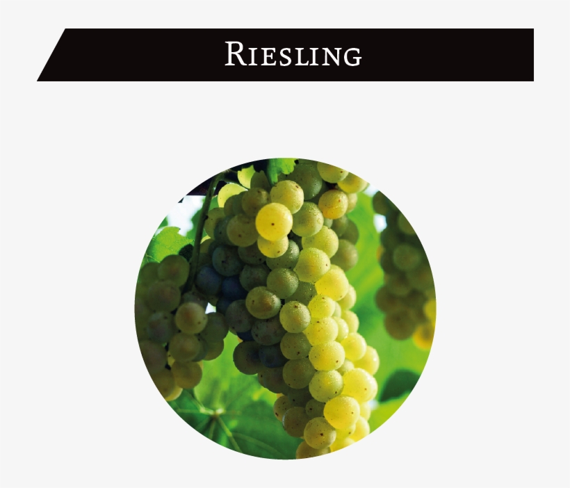 Riesling Originated In Germany And Is One Of The Top - Chardonnay ...