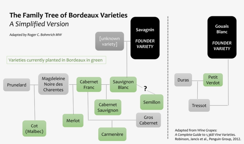Clearly, There Are Still Holes In The Family Trees, - Wine Grape Varieties Family Tree ...