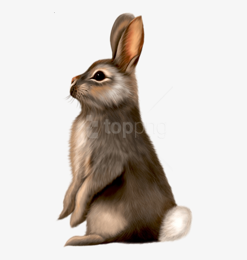 Free Png Painted Brown Bunny Png Images Transparent - Brown Bunny ...