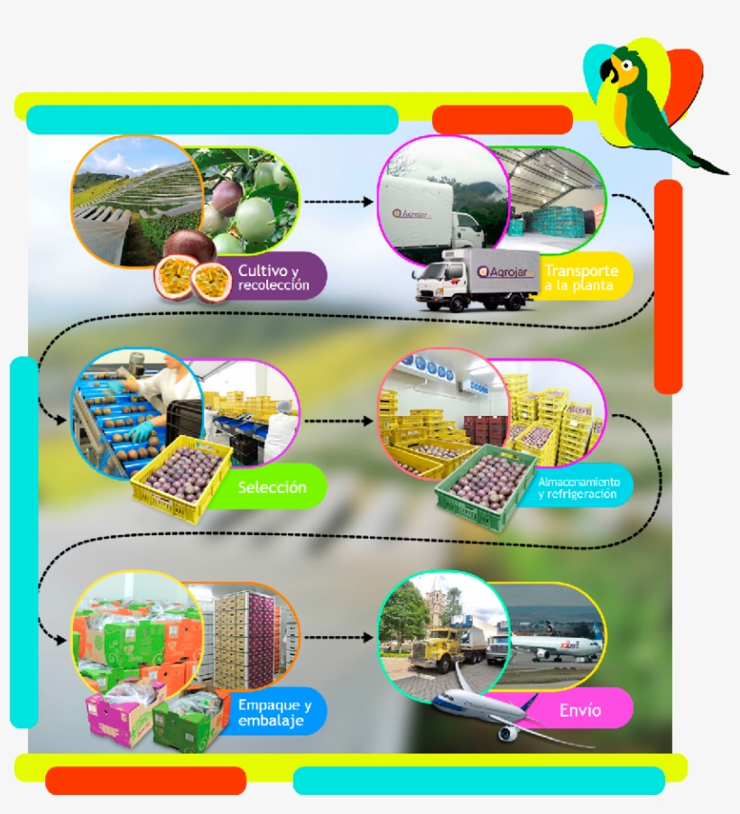 Download Transparent Proceso - Graphic Design - PNGkit