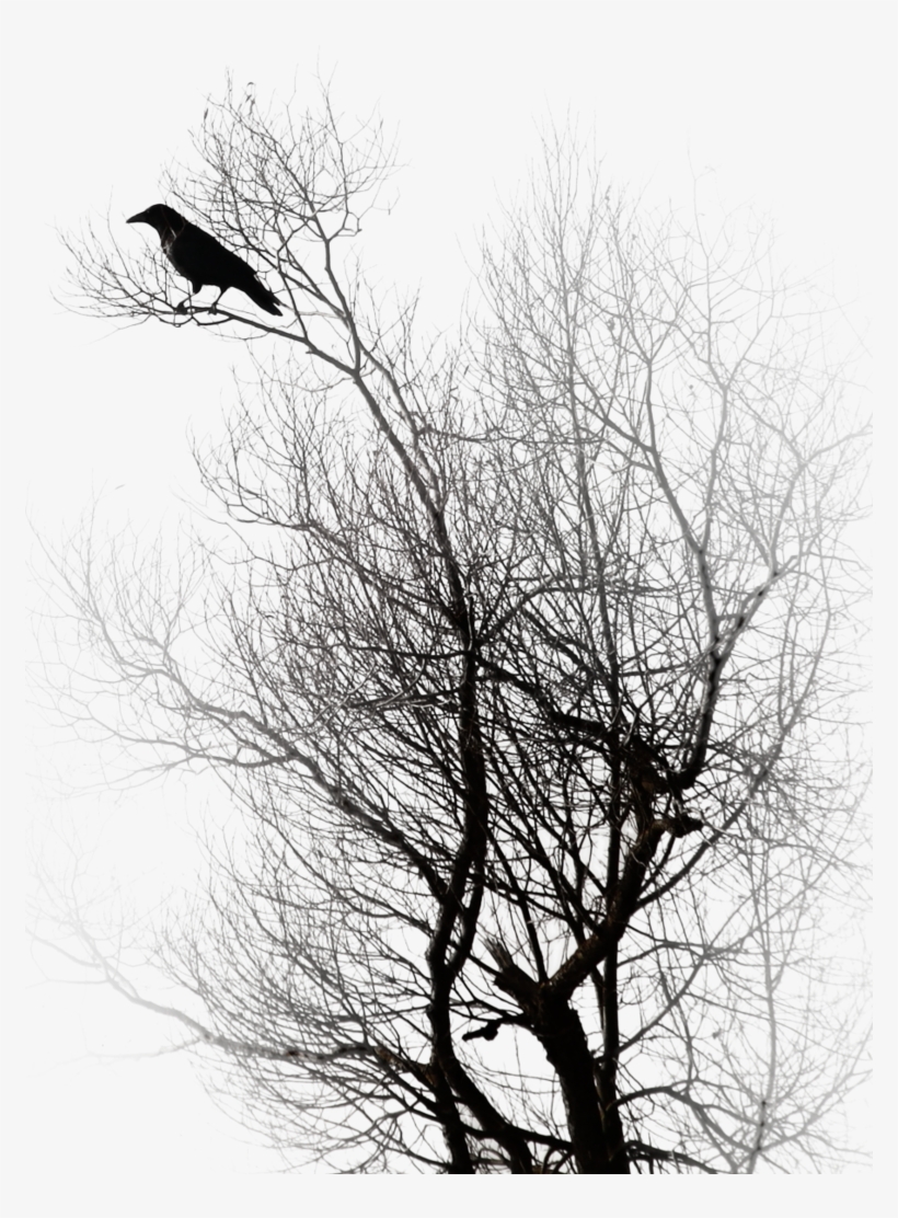 Raven By Peroni68 - Robin - 774x1032 PNG Download - PNGkit