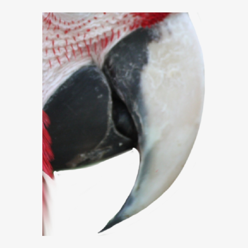 The Bird's Beak Serves Naturally For Feeding Or Cutting - Close-up ...