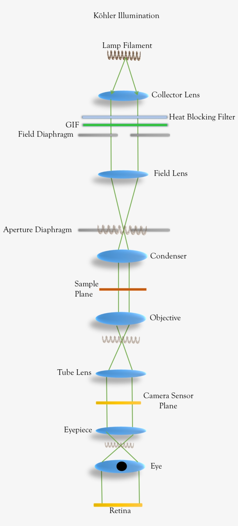 Köhler Illumination-conjugate Focal Planes Of The Lamp - Aligning Your ...