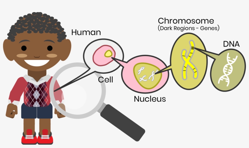 Download Transparent On A Deeper Level, Genes May Also Carry Health ...