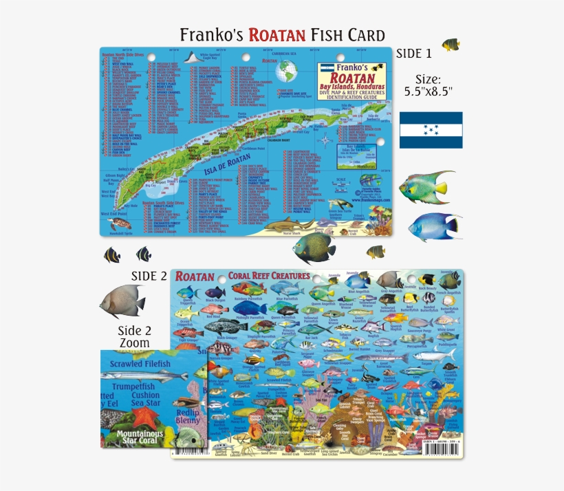 Roatan Fish Identification - 541x634 PNG Download - PNGkit