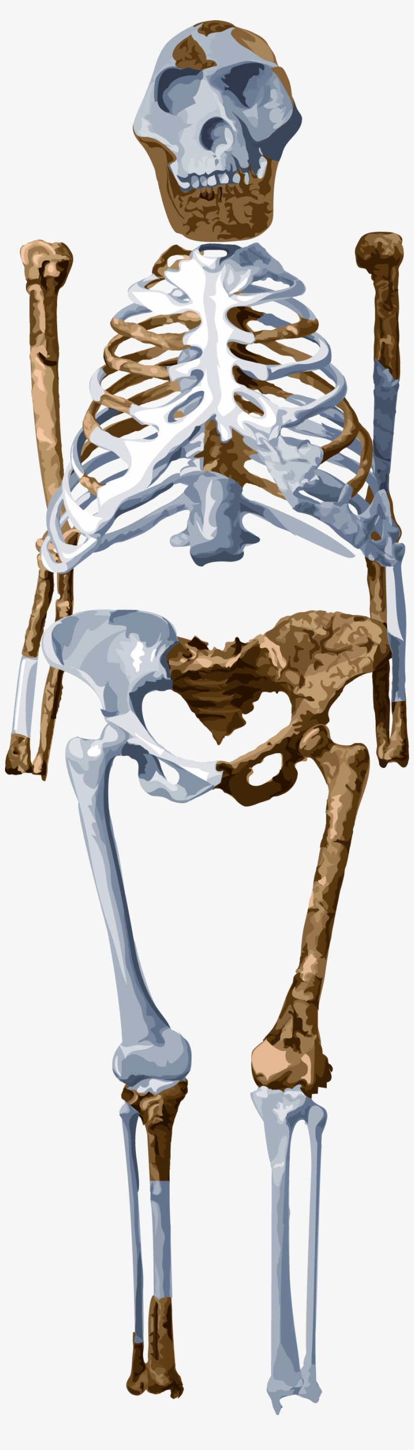 Meet Lucy - Australopithecus Afarensis Skeleton - 908x3132 PNG Download ...