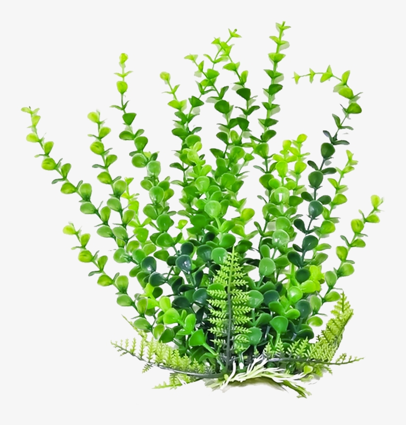Pond Plants Clipart