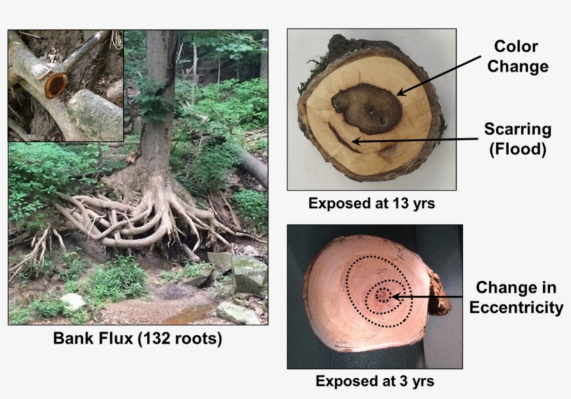 Root Ball - 1140x748 PNG Download - PNGkit