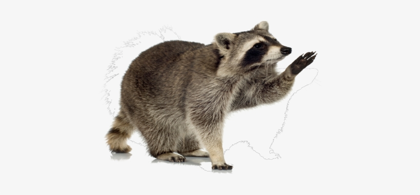 Raccoon - Procyon Lotor - 700x300 PNG Download - PNGkit