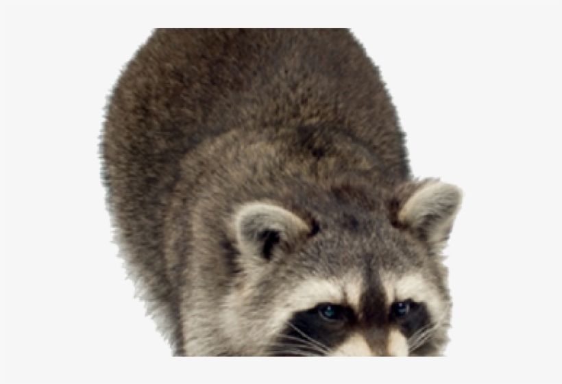 Raccoon Png Transparent Images - Baby Raccoon Transparent Background ...