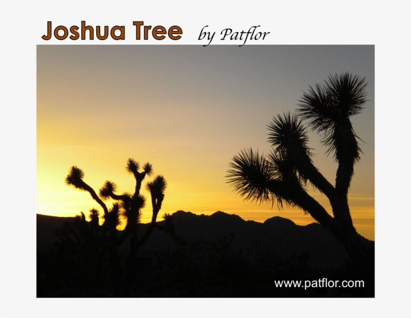 Joshua Tree National Park - Silhouette - 676x571 PNG Download - PNGkit