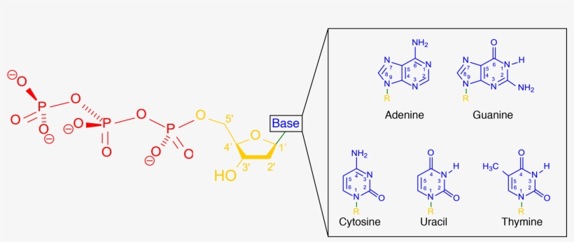 Structure Of A Dna Nucleotide, Showing The Numbering - Nucleotides ...
