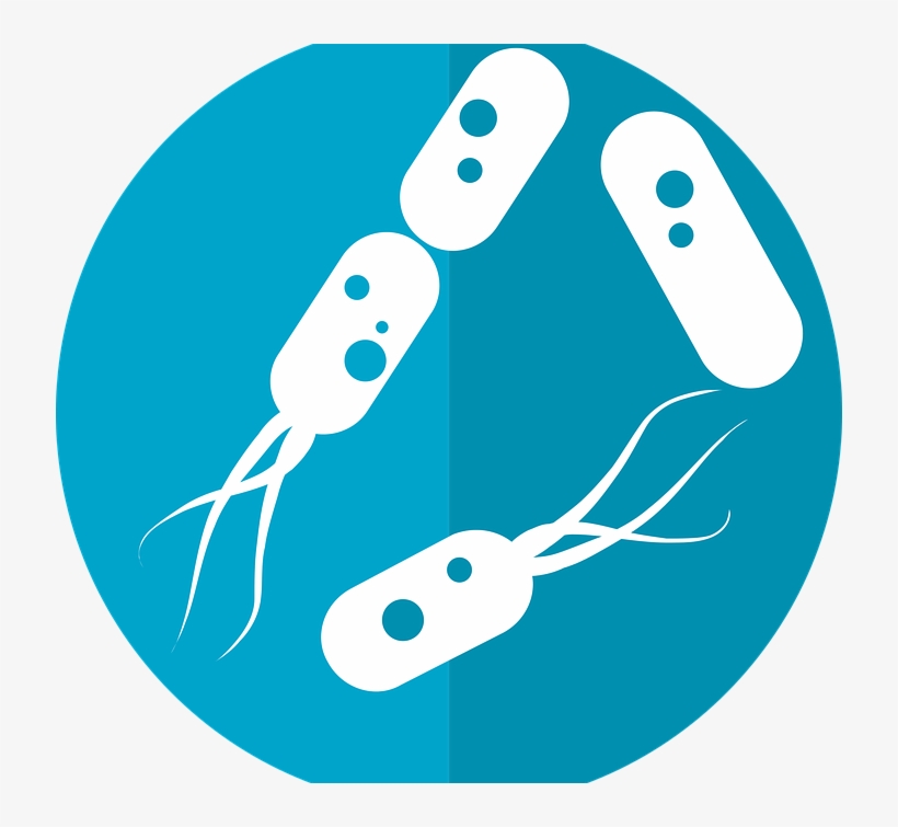 Probiotics, Prebiotics, & Oral Health - Bacterias Png - 718x675 PNG ...