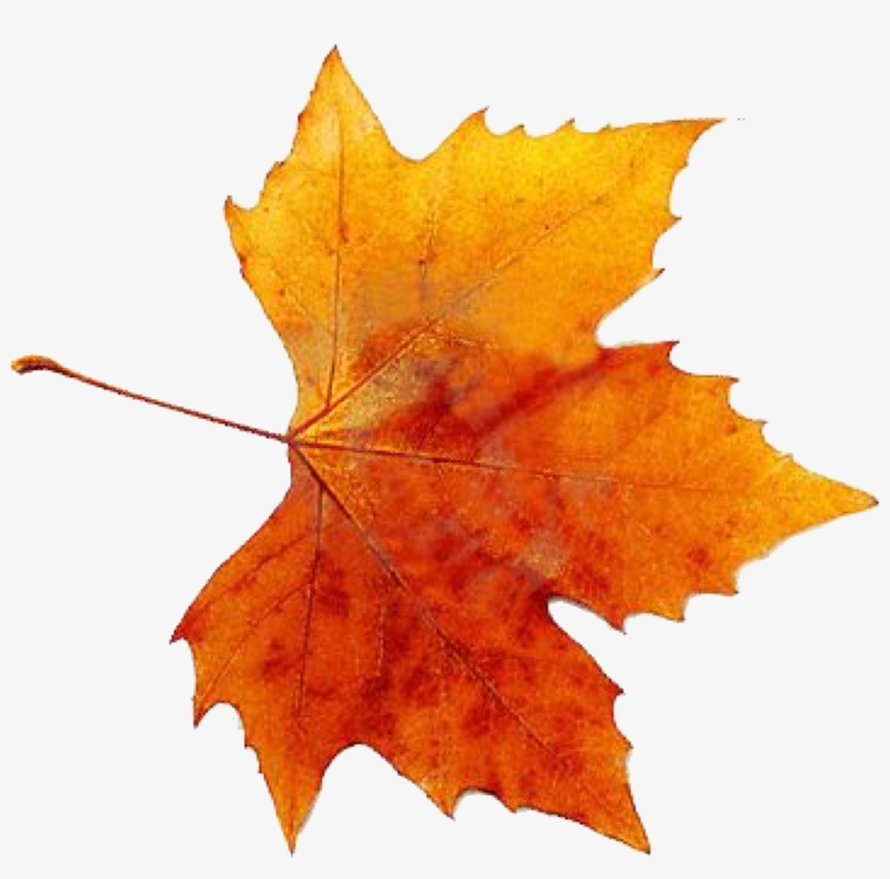 Autumn Leaves, Fallen Leaves, Clip Art, Autumn Colours, - Orange Fall ...