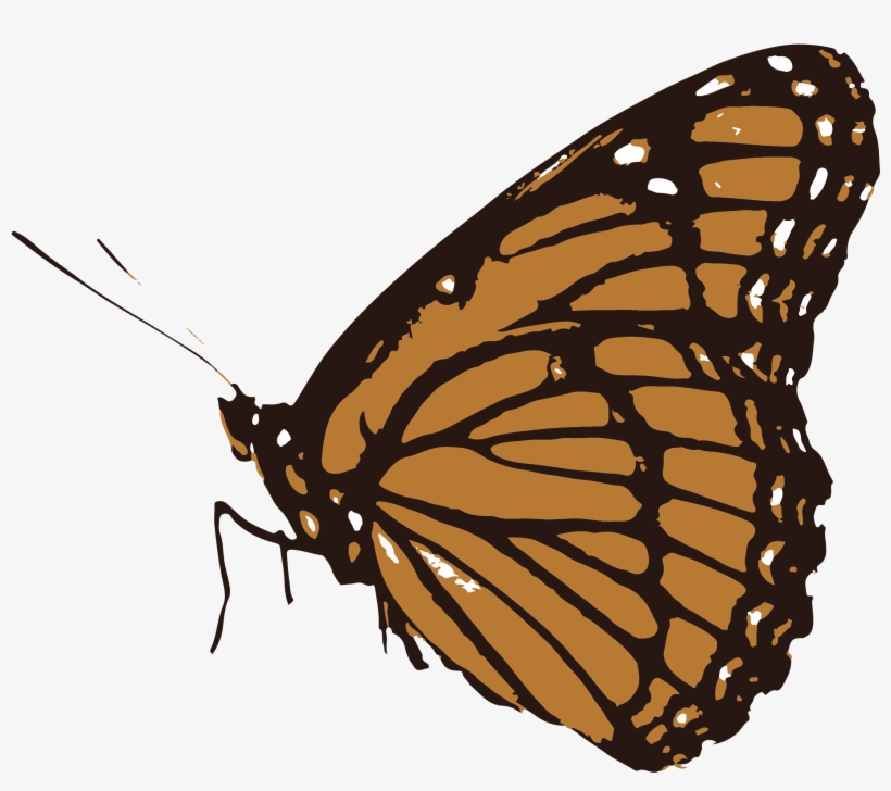 Poem To A Butterfly By William Wordsworth - 2900x2148 PNG Download - PNGkit