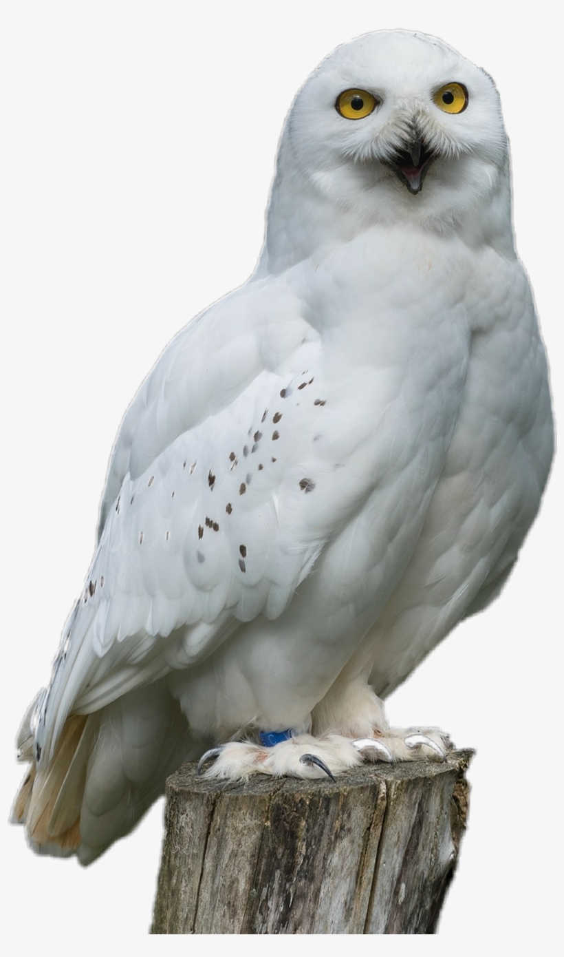 Download Transparent White Sticker - Snowy Owl - PNGkit