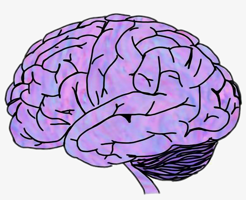 Download Transparent Cerebro Sticker - Brain Sticker - PNGkit