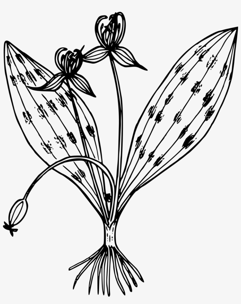 Oregon Slinkpod - Lily Family - 827x1000 PNG Download - PNGkit