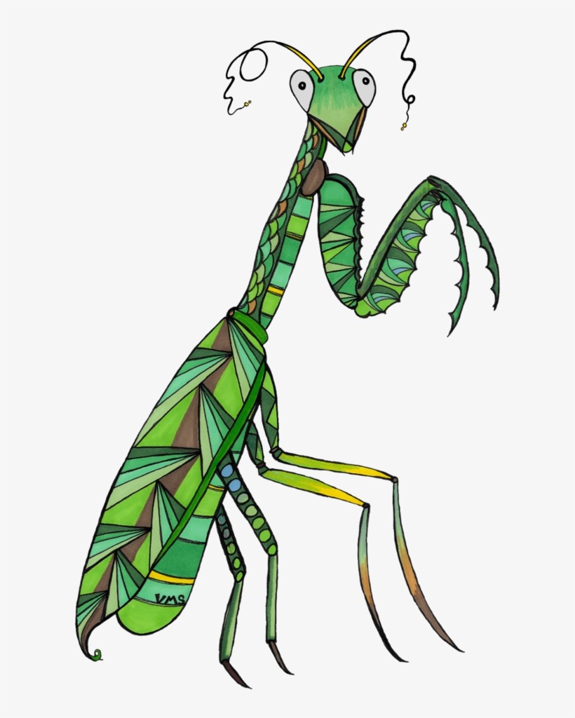 Avel The Patient Praying Mantis - 1000x1000 PNG Download - PNGkit