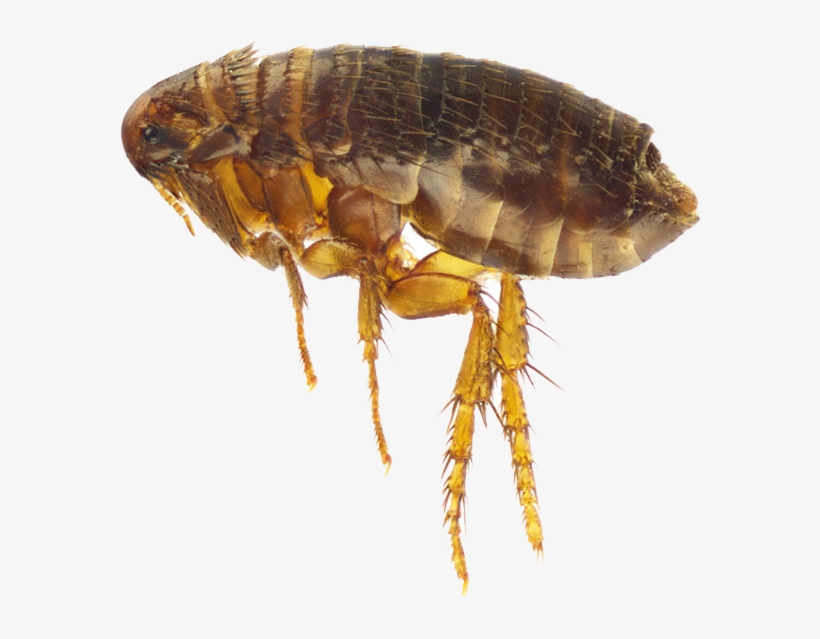 Wood Fleas - 600x587 PNG Download - PNGkit