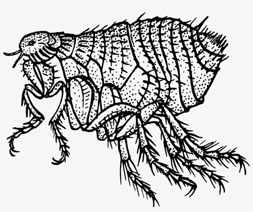 Jpg Black And White Library Flea Png Black And White - Fleas Clip Art ...