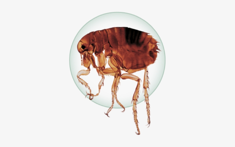 Adult Flea - Animales Perjudiciales Al Hombre - 338x432 PNG Download ...