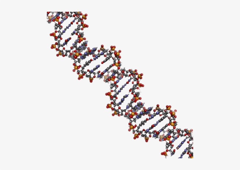 Dna String Model - Dna Strings - 500x500 PNG Download - PNGkit