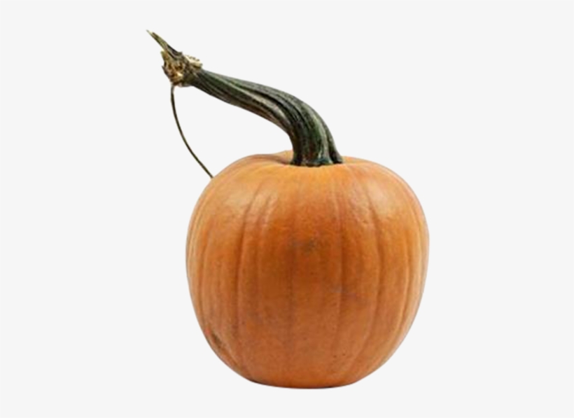 Mini Pumpkins - Pumpkin - 476x600 PNG Download - PNGkit