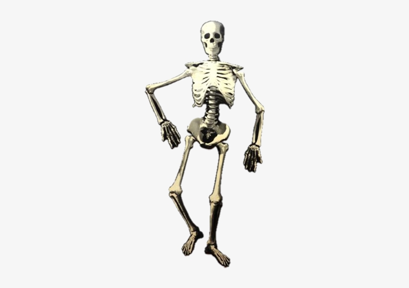 Spooky Scary Skeletons Vector - Spooky Scary Skeletons - 260x500 PNG ...