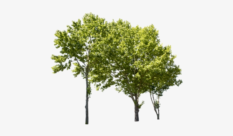 Plane Tree Group Ii - Group Of Trees Png - 480x407 PNG Download - PNGkit