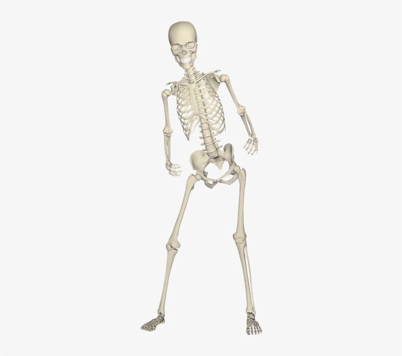 Realistic Skeleton Hips And Legs Png Image Download - Skeleton Leg Png ...