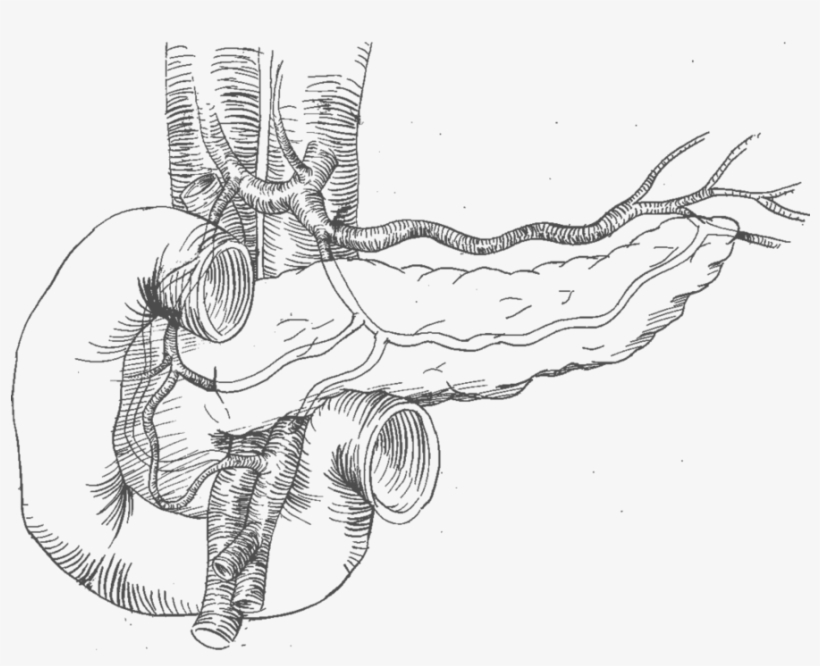 19 Pancreas Drawing Sketch Huge Freebie Download For - Line Art ...