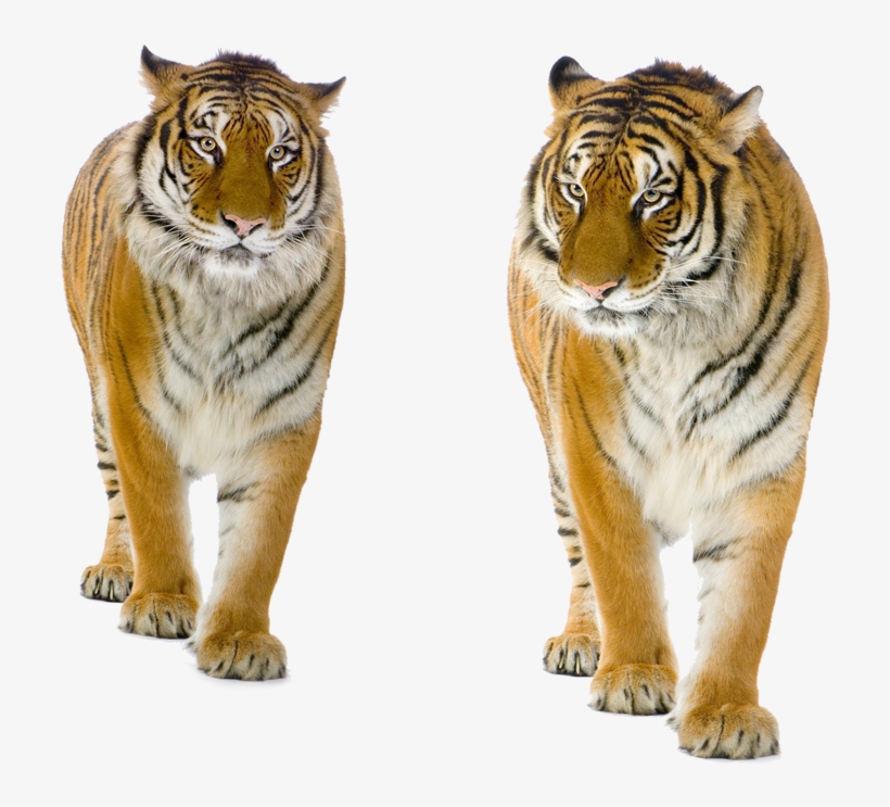 Tiger Png Background - Tiger Standing Front View - 750x750 PNG Download ...