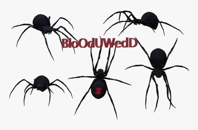 Spider Drawing Side View - 769x480 PNG Download - PNGkit
