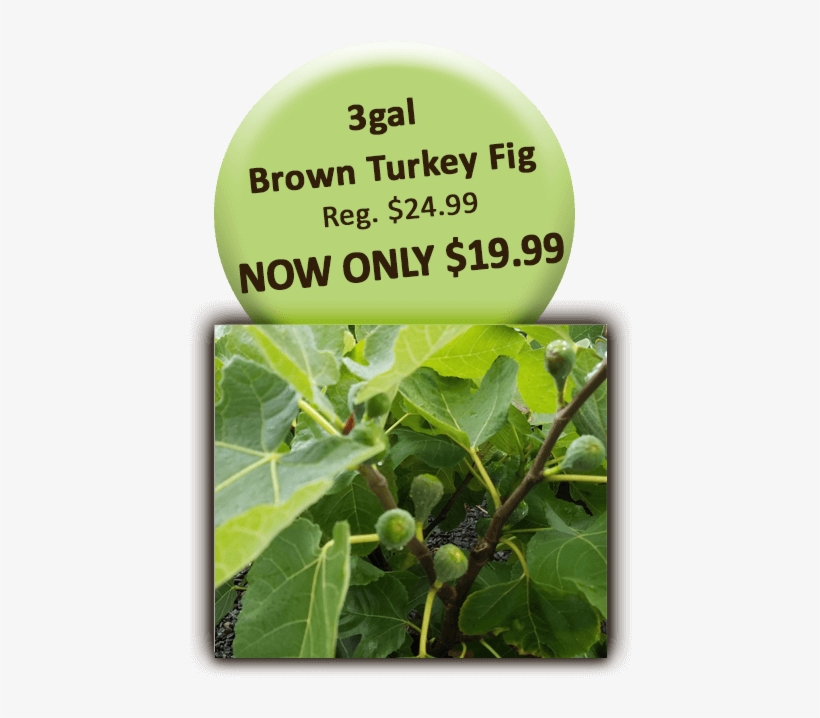 04 Brown Turkey Fig - Oregon White Oak - 504x720 PNG Download - PNGkit