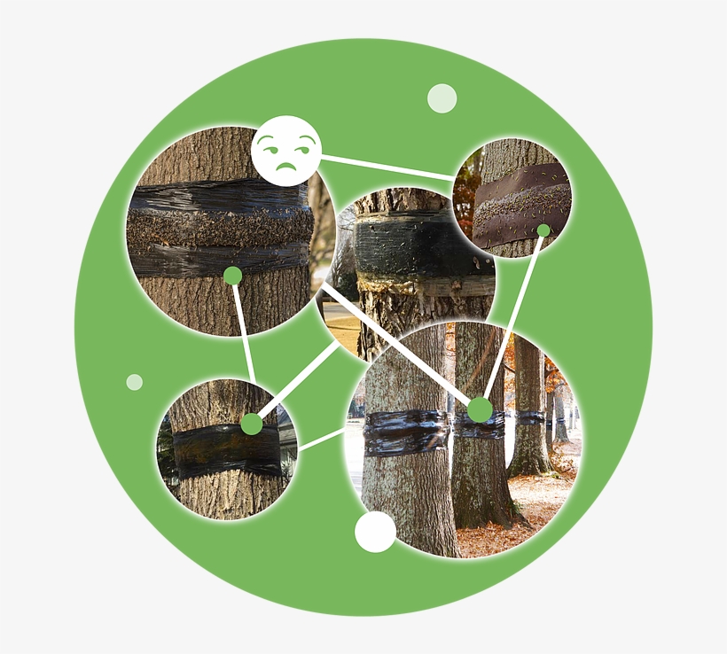 Trees, Eco Friendly, Environmentally Friendly, Eco - Lawn - 950x950 PNG ...