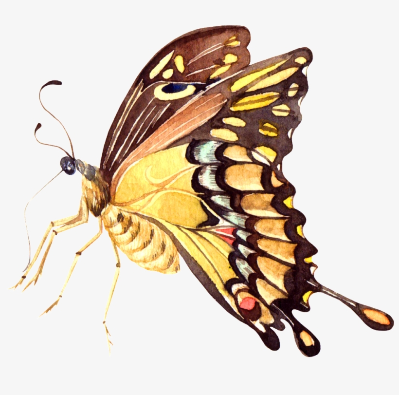 Download Transparent Hand Painted Beautiful Vivid Yellow Butterfly Png ...