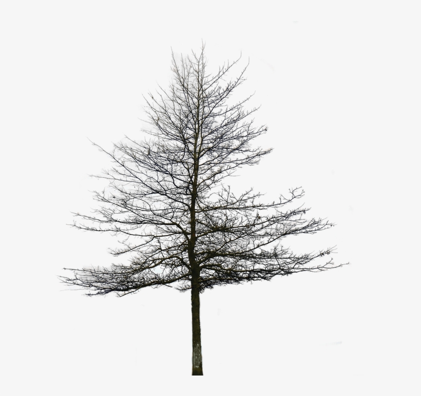 10 Tree Png Images For Architecture, Landscape, Interior - Transparent ...