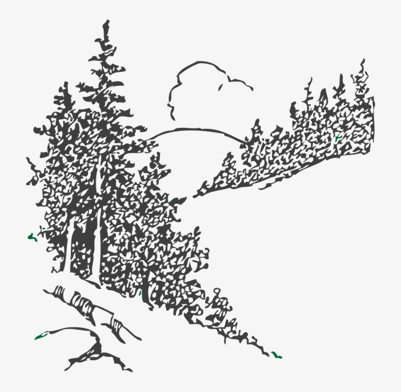 Pine Tree Sketch Png - 714x720 PNG Download - PNGkit